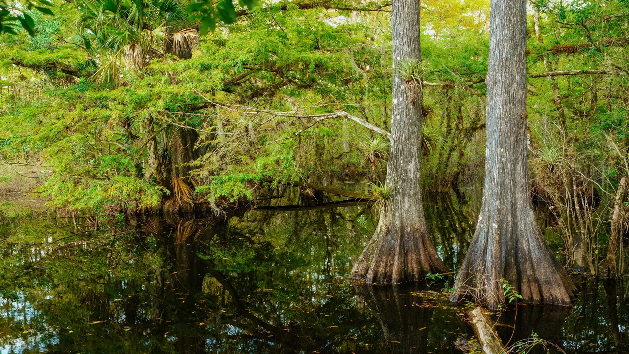 Florida’s oldest living forest is a 500-year-old cypress swamp you can ...