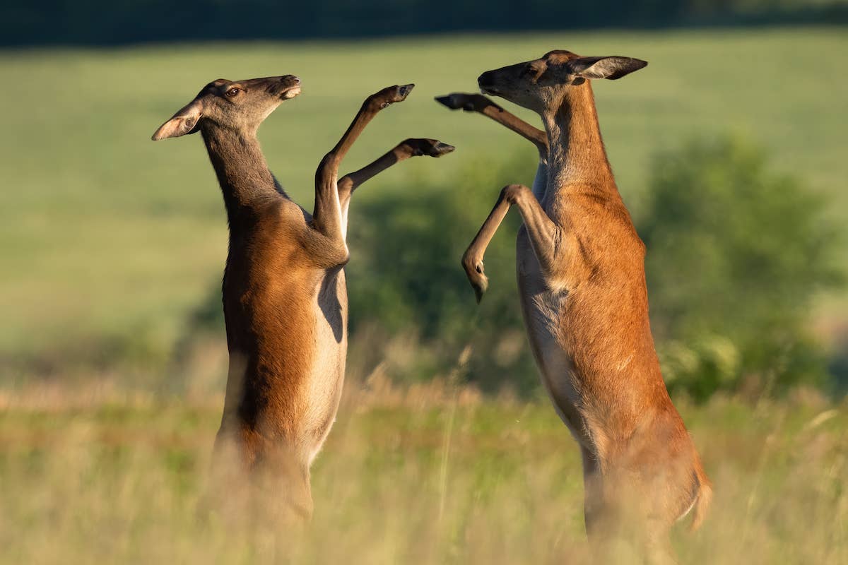 Watch deer fight like boxers on hind legs in Virginia: A rare and funny ...