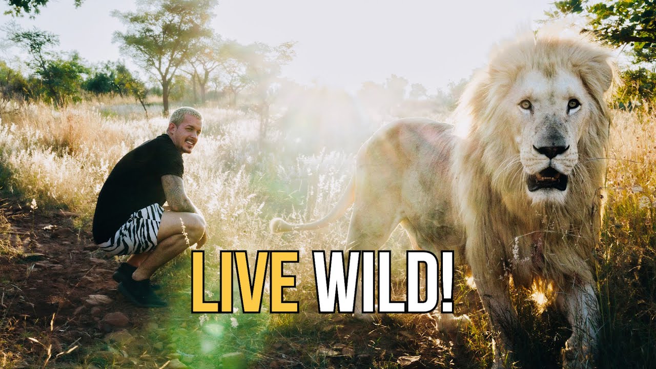 I released two lions into the wild! 🦁