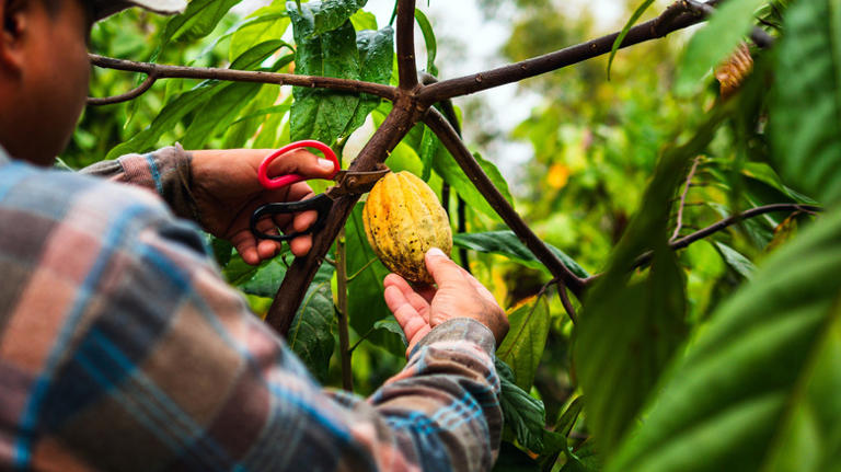 The difference between blended and single-origin chocolate