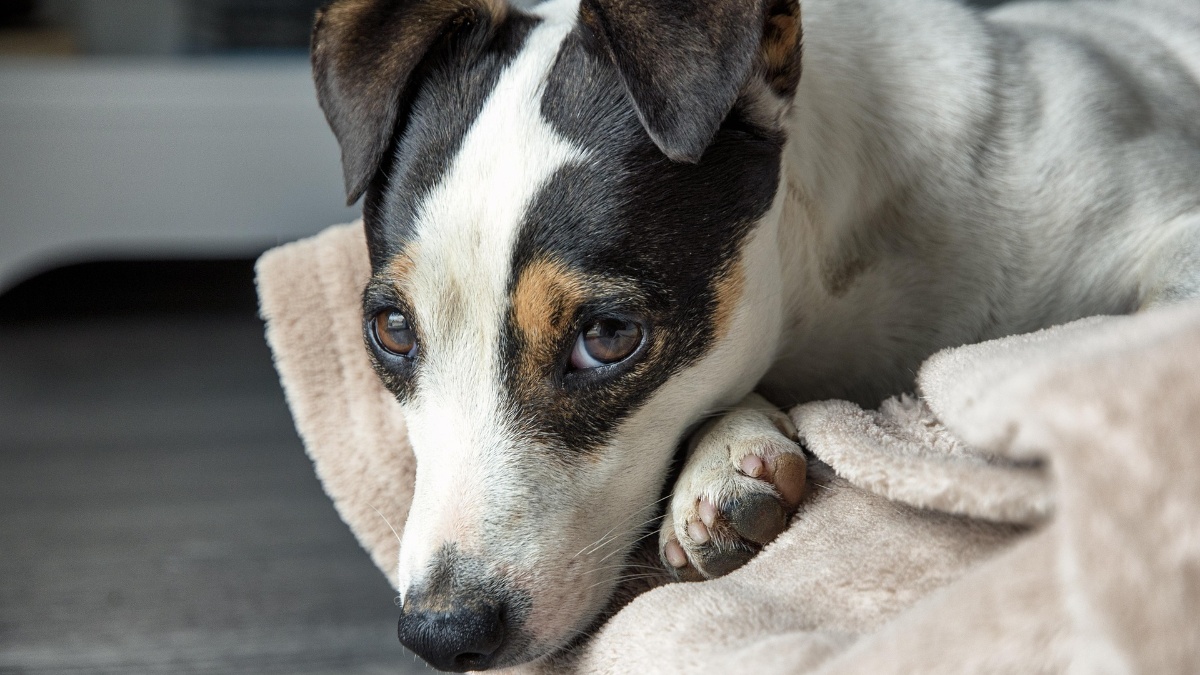 10 weird dog habits that actually have a sweet meaning