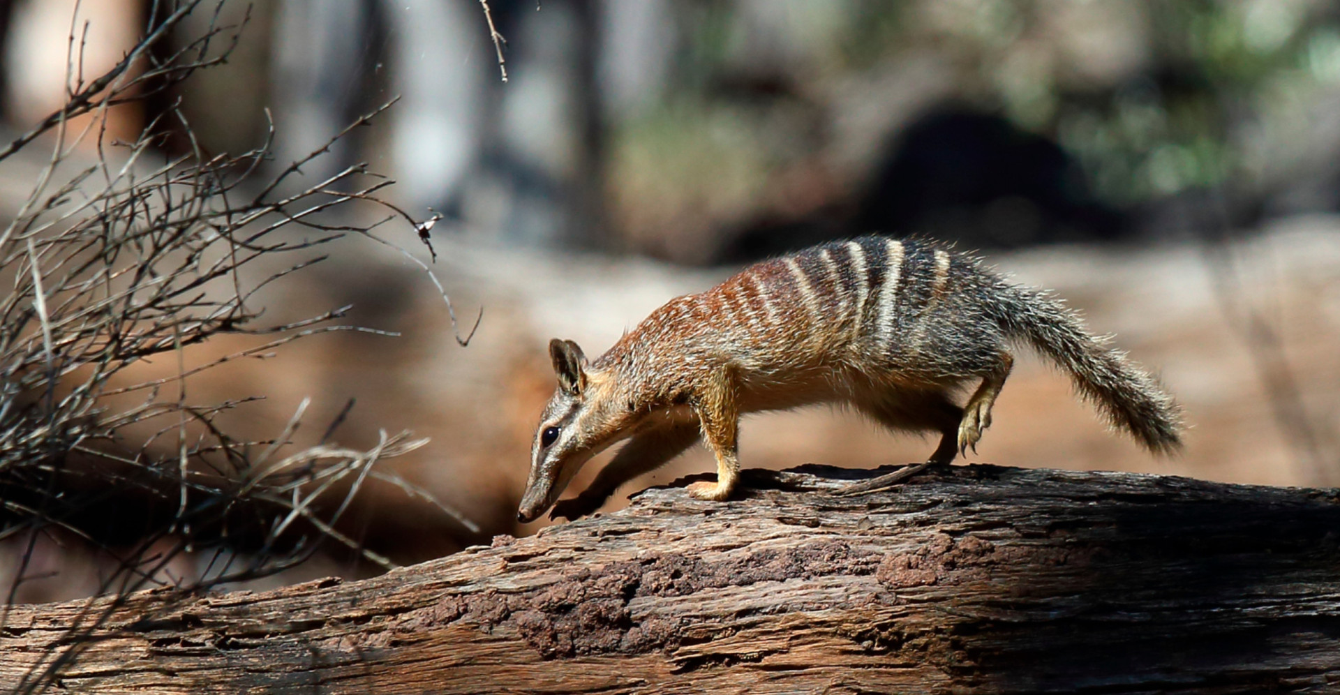 Animals in Australia that won't kill you