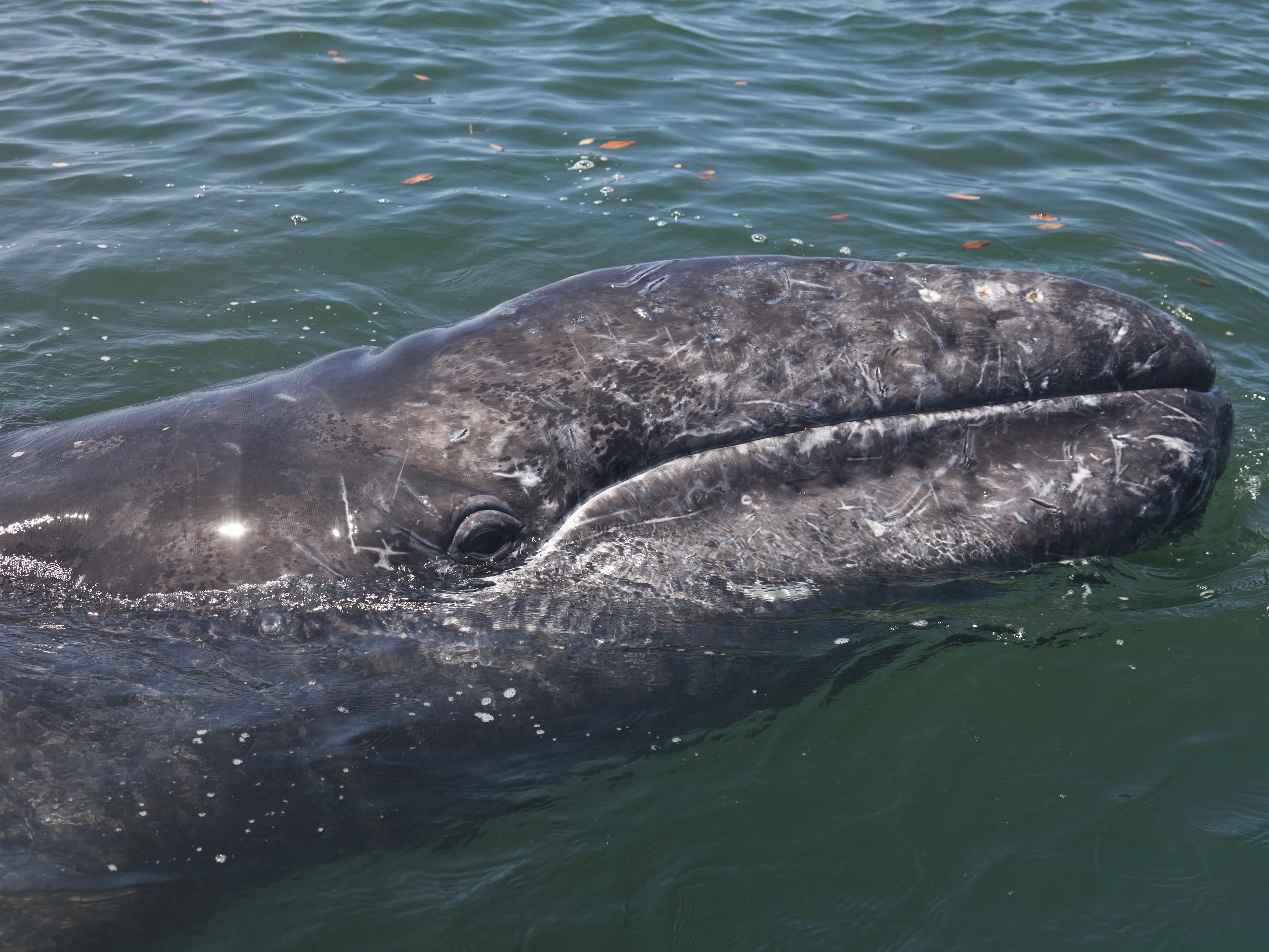 Une 10e baleine grise morte aperçue au large de la C.-B en 2026