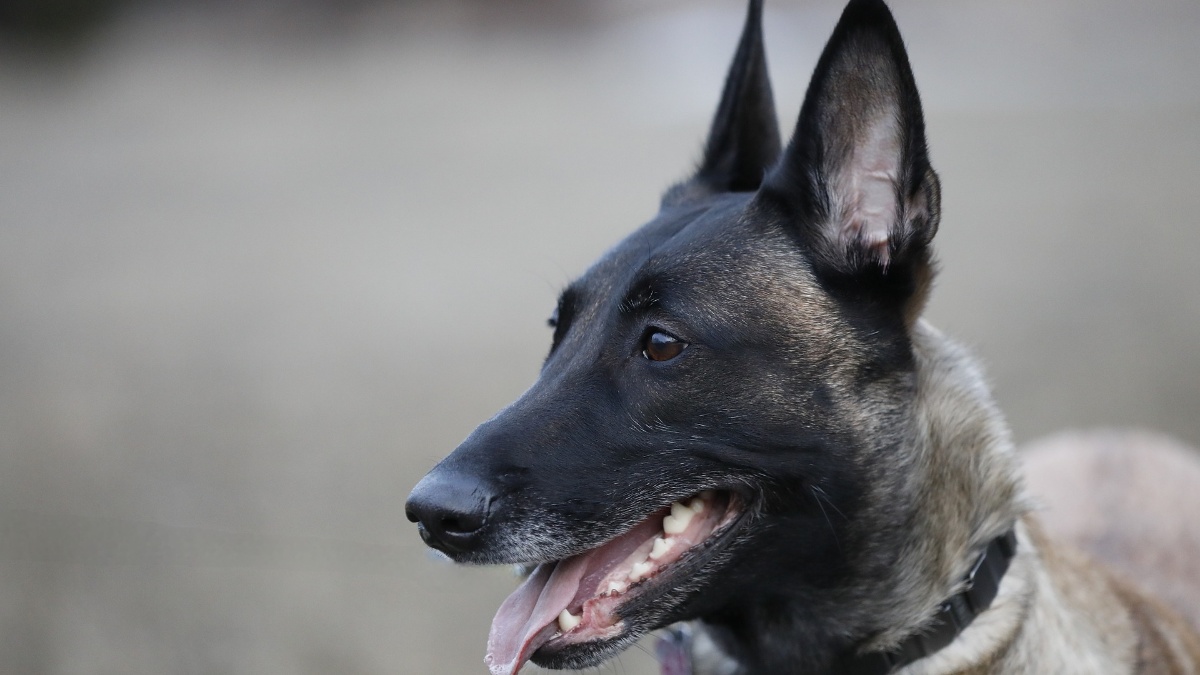 8 dog breeds that are harder to handle than most people expect