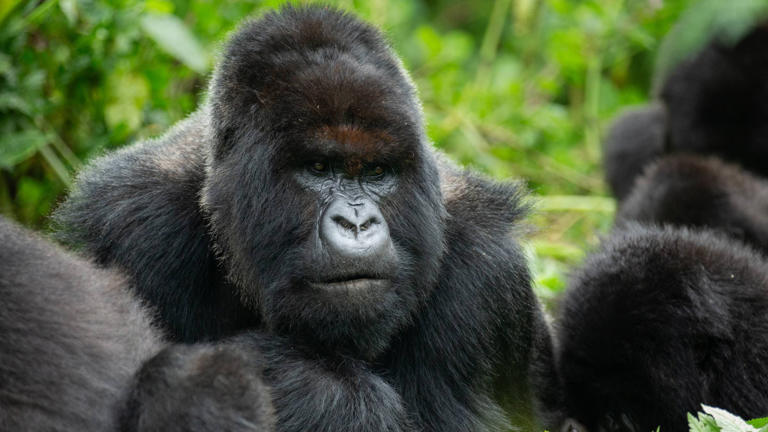 Netflix's 'A Gorilla Story' reveals the remarkable legacy of David ...