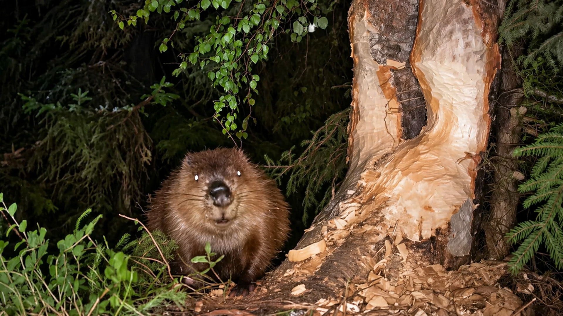 Something chewed through this tree - and it was caught on camera trap