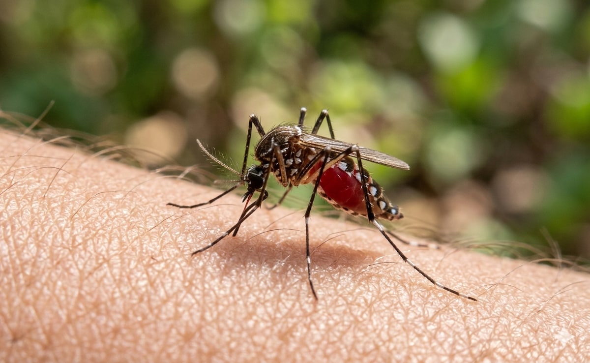 World Malaria Day: Doctor explains the difference between normal fever ...