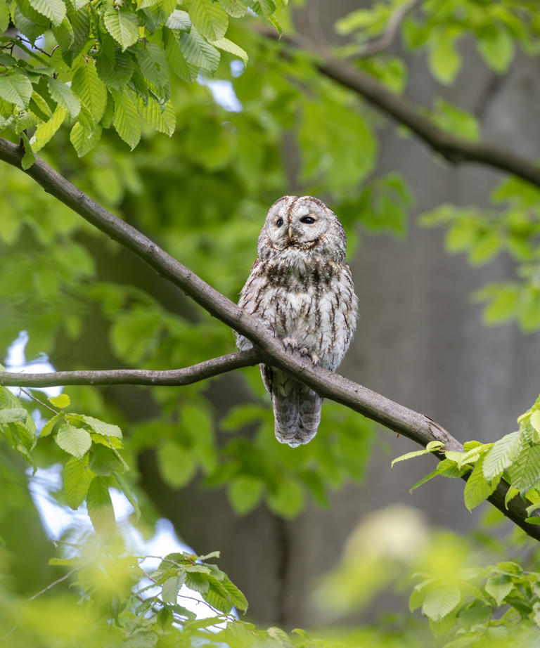 Why homeowners are adding owl houses to their yards – the tick-control ...