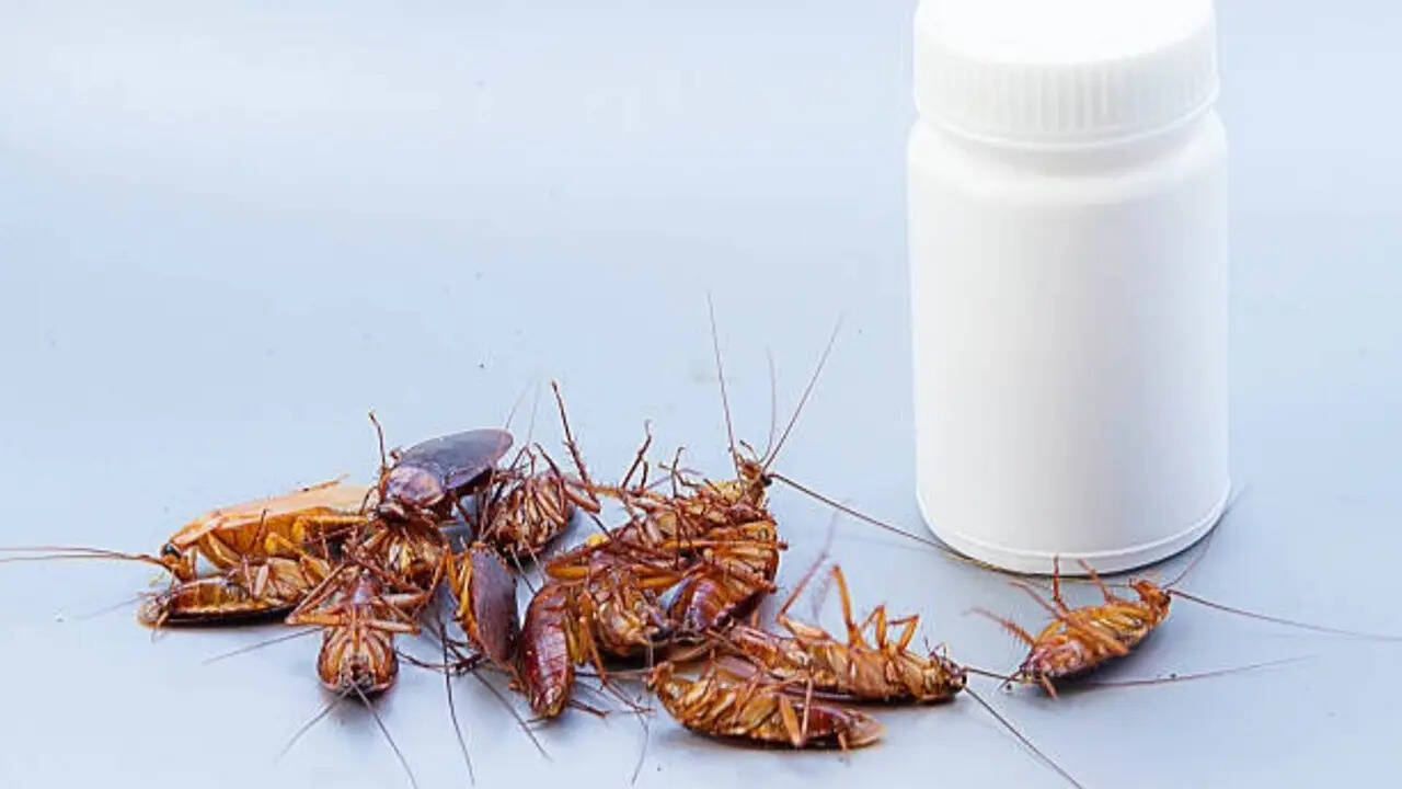 How to get rid of cockroaches naturally: 10 proven home remedies that ...