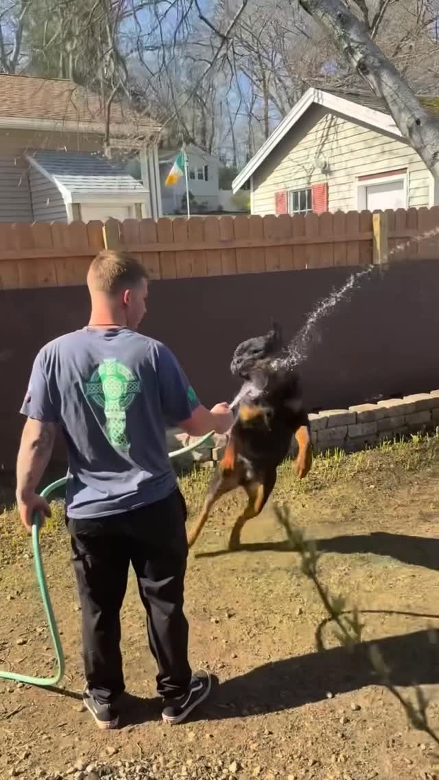 Helping dad in the yard, loyal Rottweiler on duty