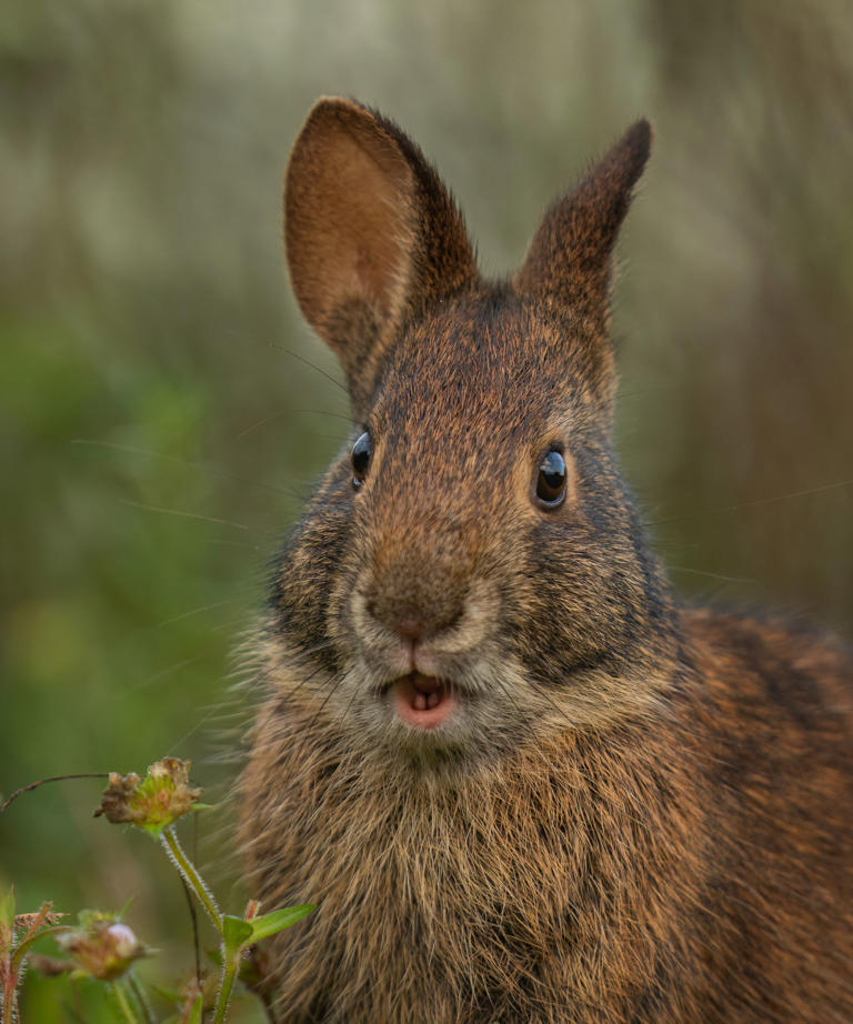 Discover your birth month backyard animal – and the symbolic meaning ...