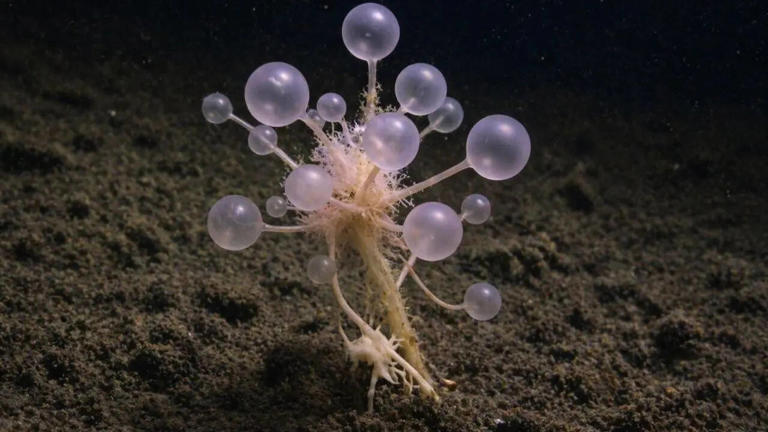What is the 'death ball sponge': A strange carnivorous predator found ...