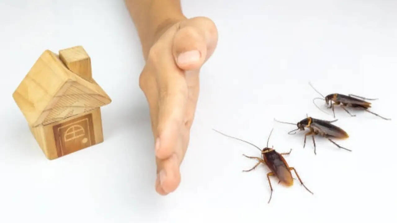 How to get rid of cockroaches naturally: 10 proven home remedies that ...