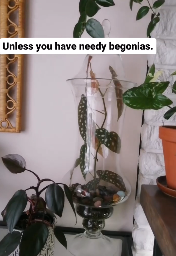 Creative uses for plants: Indoor plant ideas and practical plant care tips