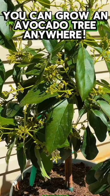 Grow avocado trees even outside warm climates