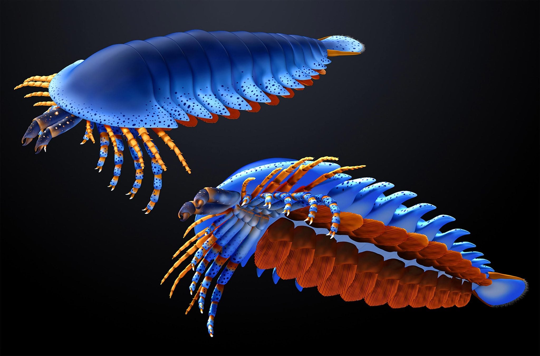 🕷️ A tiny claw upsets everything we know about the origin of spiders