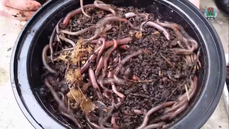 Invasive 'crazy worms' confirmed in California, and there's no way to ...