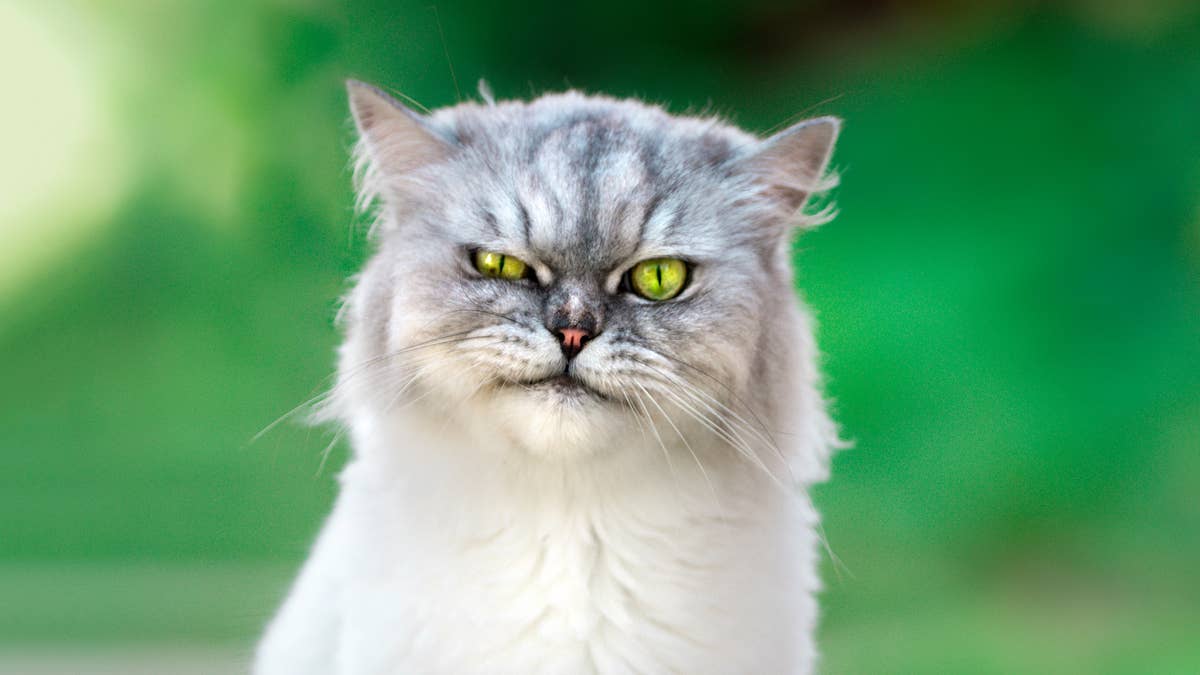 Persian cat’s epic frown will make you laugh instantly
