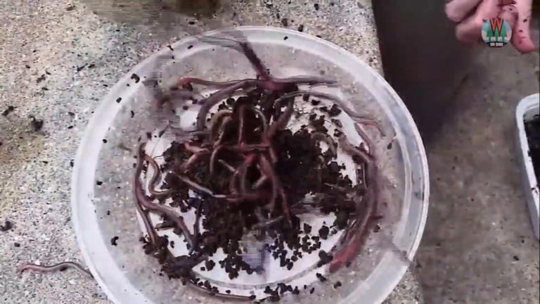 Invasive 'crazy worms' confirmed in California, and there's no way to ...