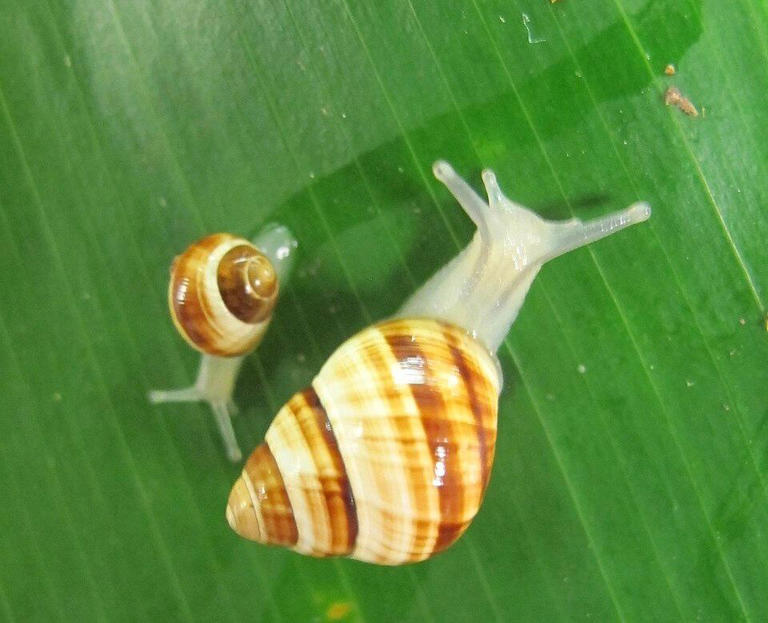 El renacer de una joya natural: científicos salvaron de la desaparición ...