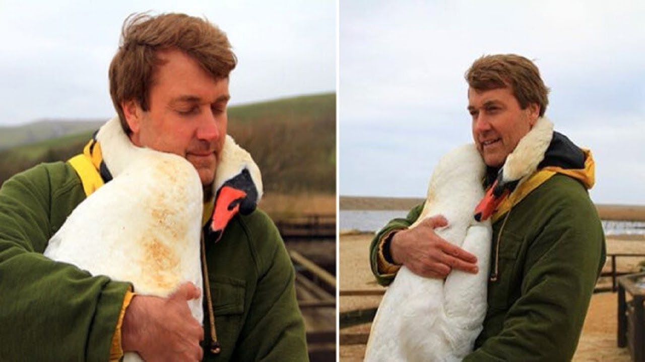 This man saved an injured swan now see how the swan repays the kindness