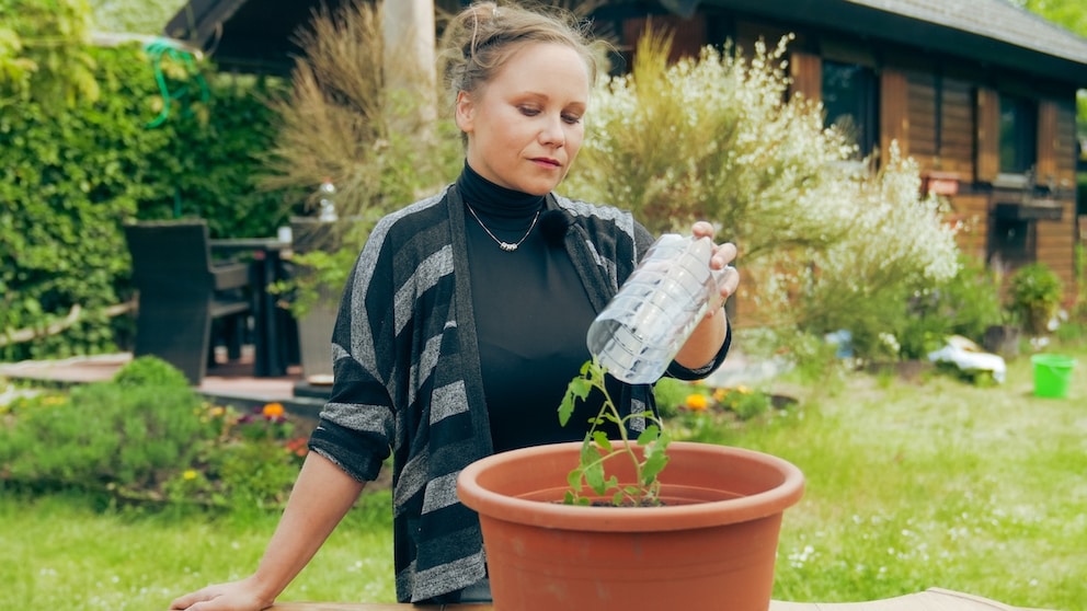 How to easily build a mini greenhouse