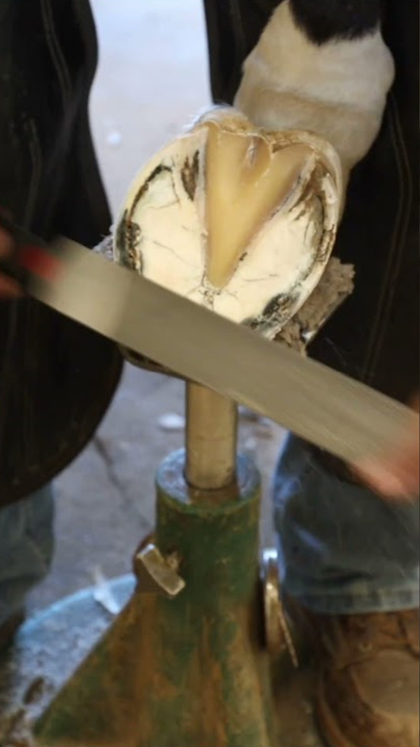 Proper hoof rasp technique