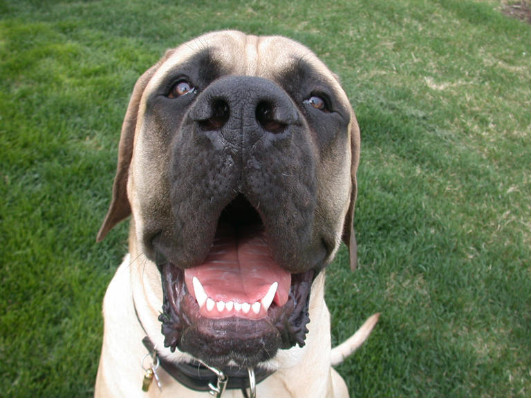 Rekord-Hund: Diese Rasse ist der absolute Schwergewichts-Champion