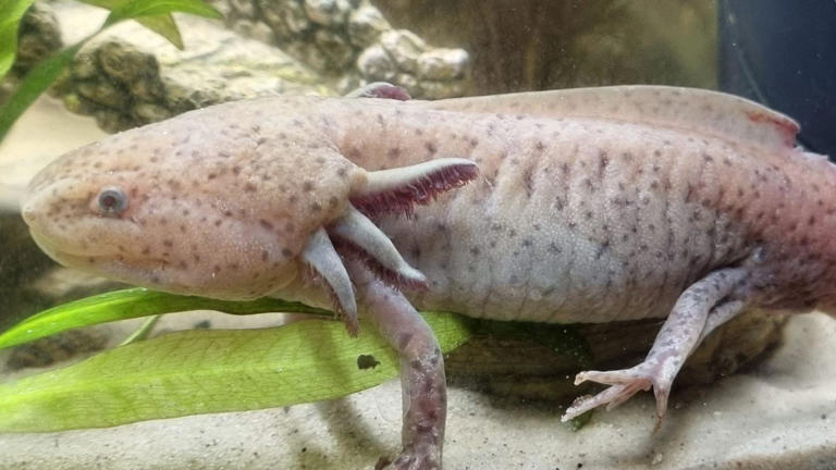Rare amphibian found by girl, 10, under bridge
