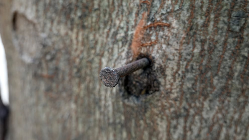 Can a single copper nail really kill an entire tree?