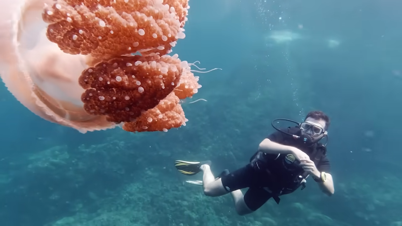 The incredible way this jellyfish goes back in time - it refuses to die