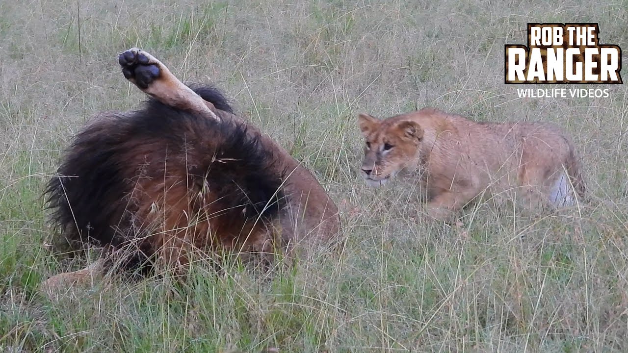Lions get soaked during a heavy downpour in the Maasai Mara