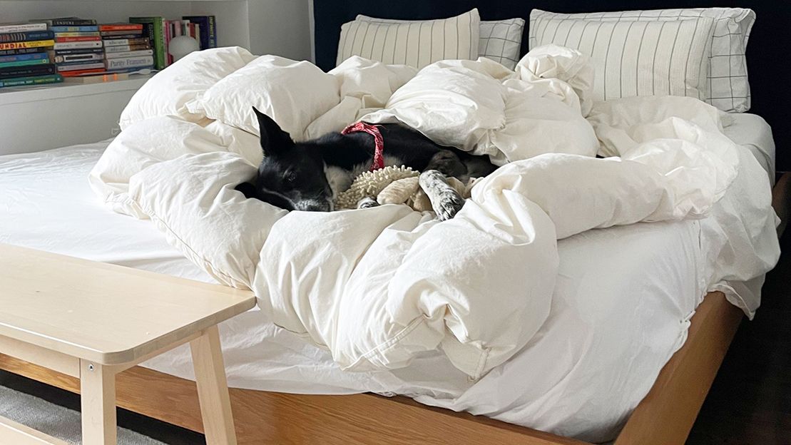 Dogs have taken over every aspect of our lives. Is that good for humans?