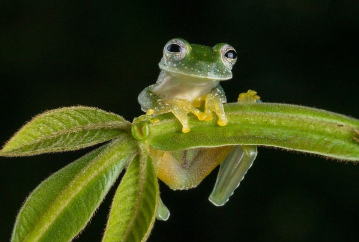 10 forest dwellers that redefine wild beauty