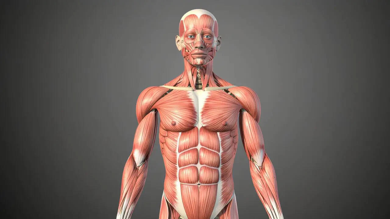 GK fact of the day: 5 largest muscles of the human body