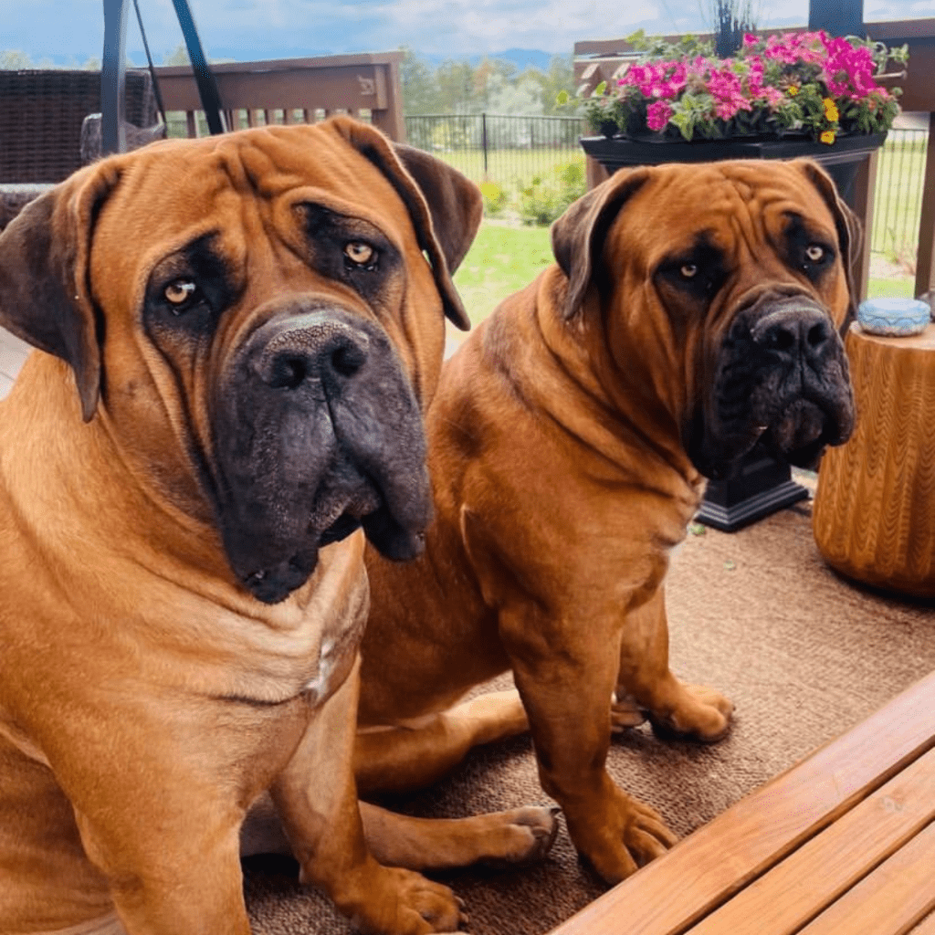 40+ pet care tips most owners miss
