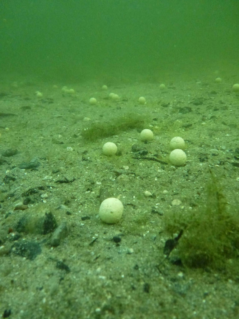 4 baits you can’t go carp fishing without