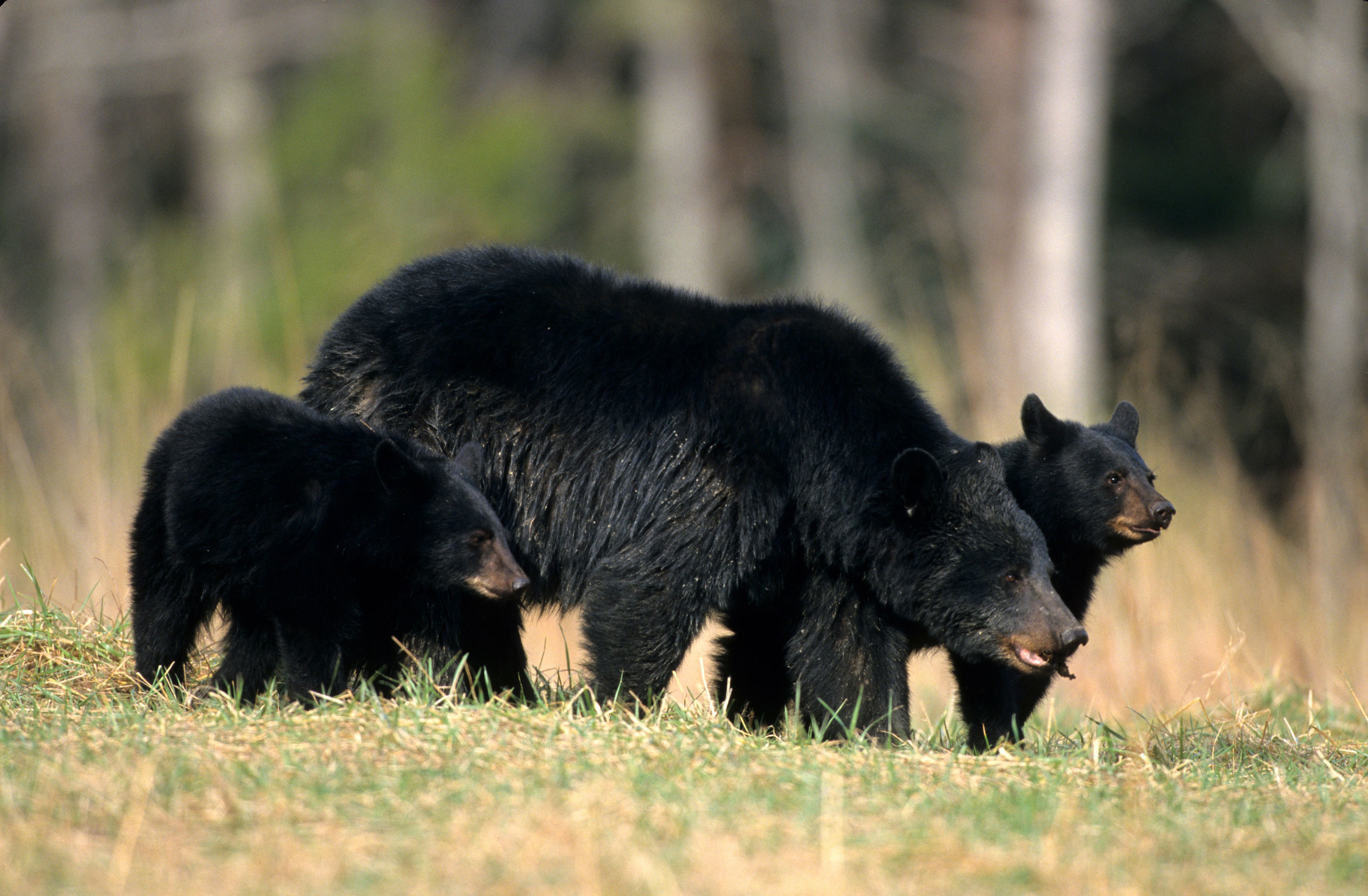 Great Smoky Mountains National Park issues warning to visitors after ...