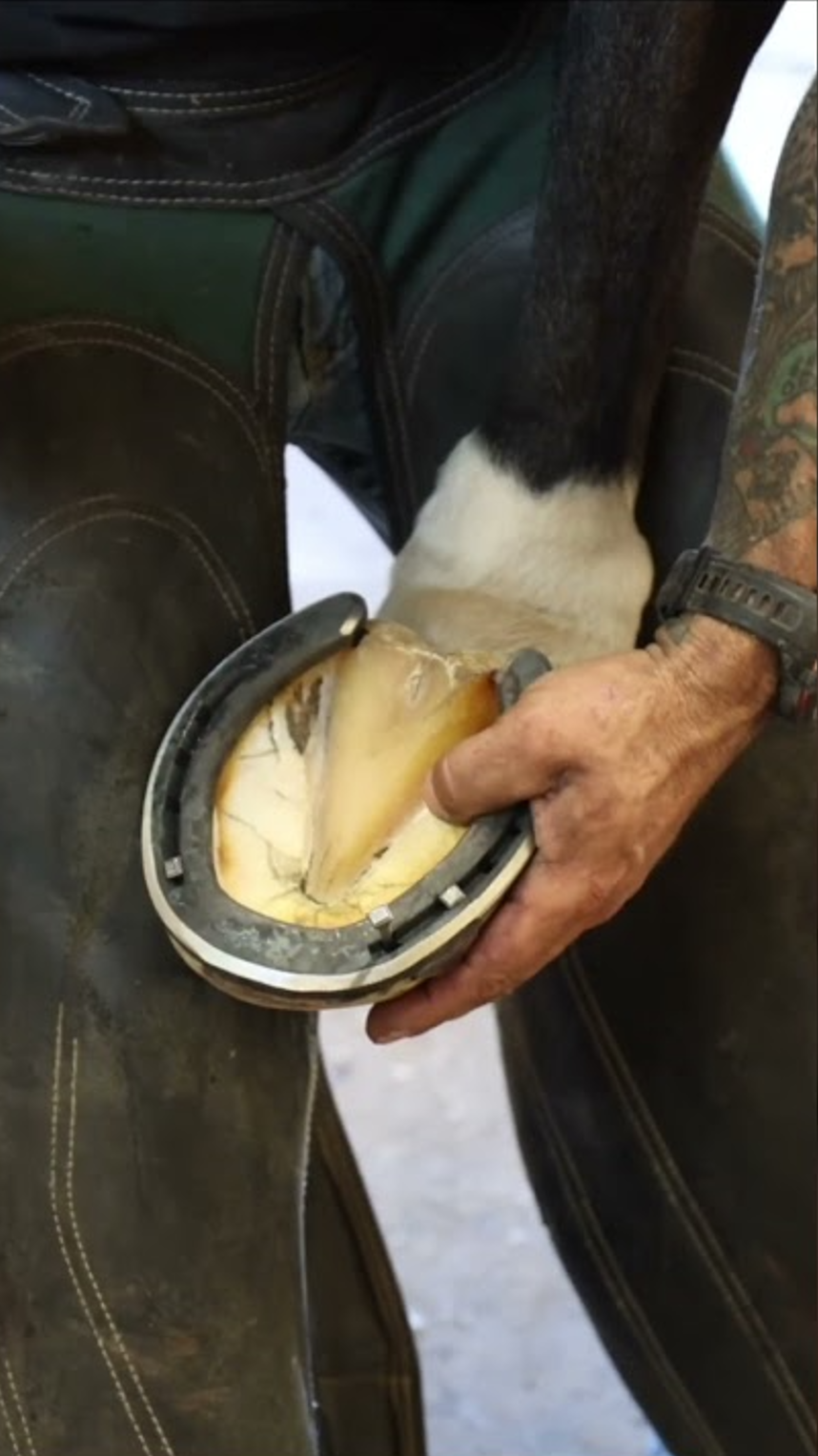 Extremely satisfying farrier work