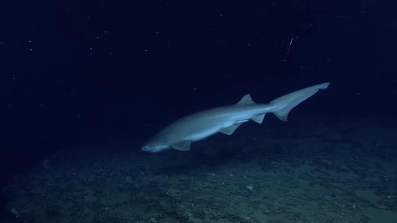 Boom di squali nel golfo di Napoli, ecco i "capopiatto": "Sono innocui ...