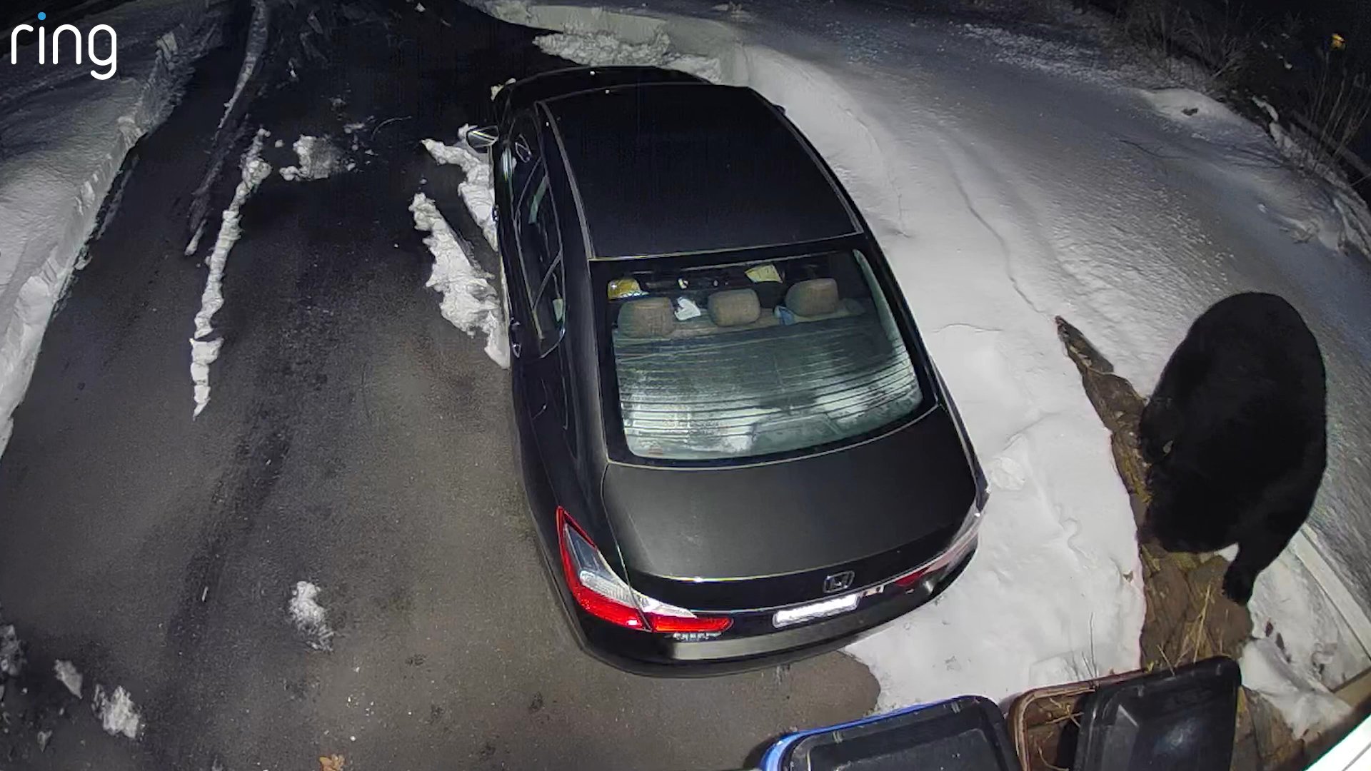 Woman hears commotion in driveway, unprepared for what Ring cam reveals