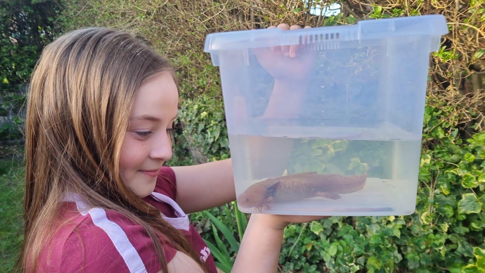 Rare amphibian found by girl, 10, under bridge
