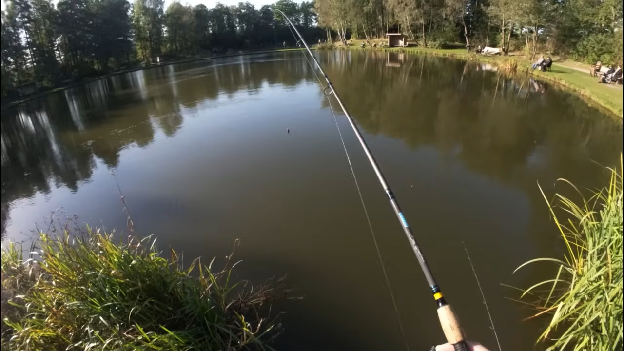 Seltene Entdeckung im Teich - weißer Wels sorgt für besondere Spannung