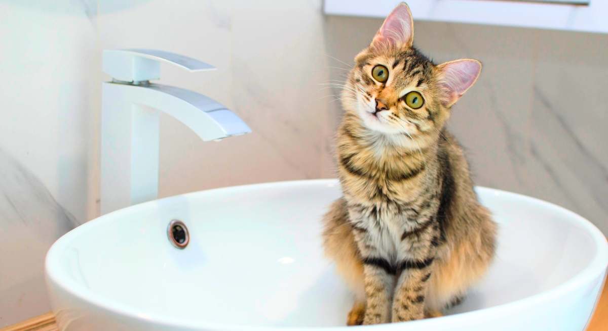 Los gatos que acompañan a sus dueños al cuarto de baño no lo hacen por ...