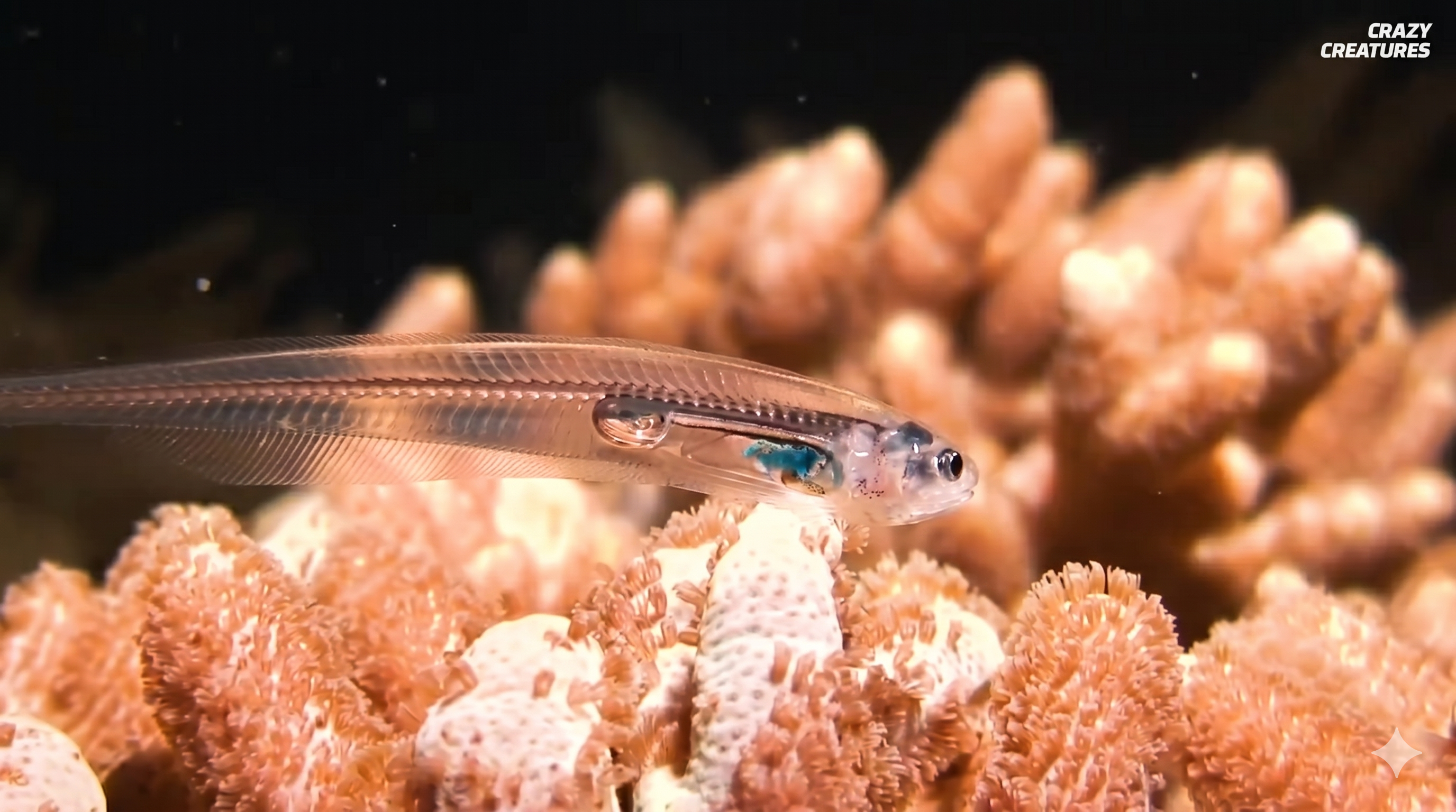 Watch what happens when a fish hides inside another animal to avoid ...