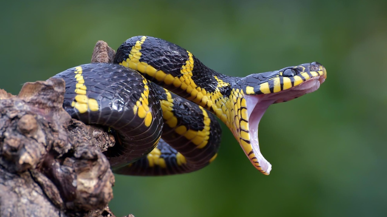 California records 3rd snakebite death this year as reported attacks rise