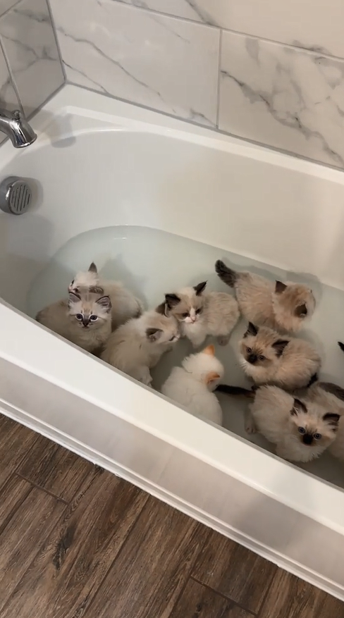 Kittens get a gentle paw cleaning