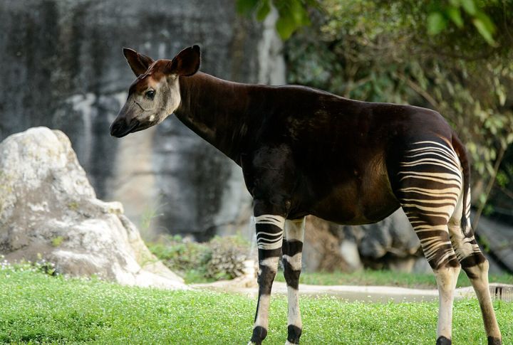 10 forest dwellers that redefine wild beauty