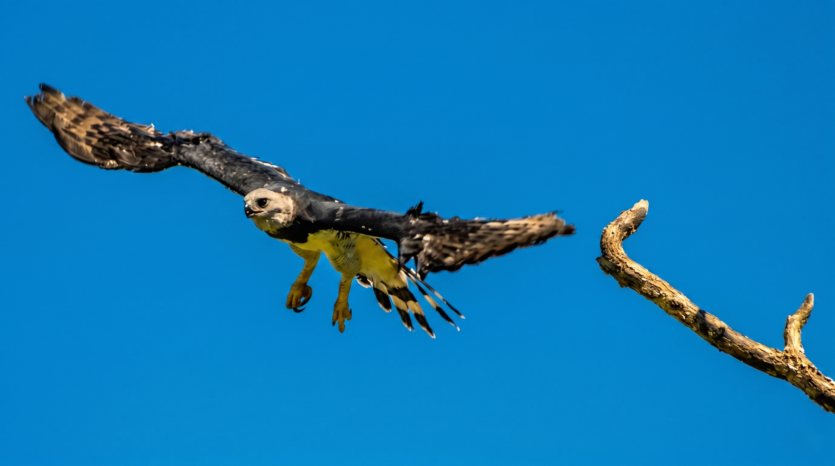 Watch what happens when a harpy eagle attacks without warning from above
