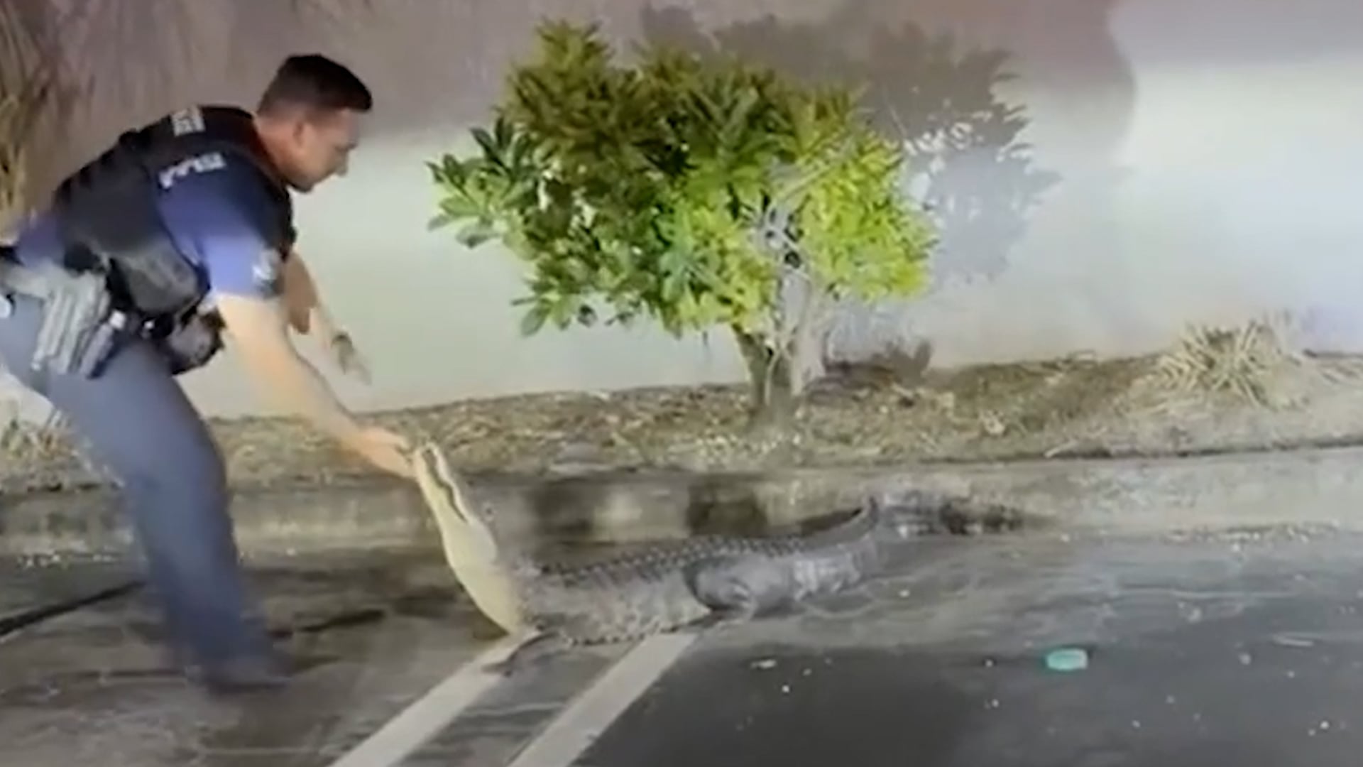 Police catch alligator strolling through neighbourhood in Florida